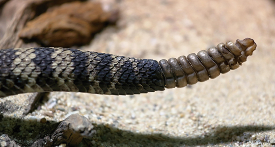 Eastern Diamondback Rattlesnake Tail What Do Eastern Diamondback