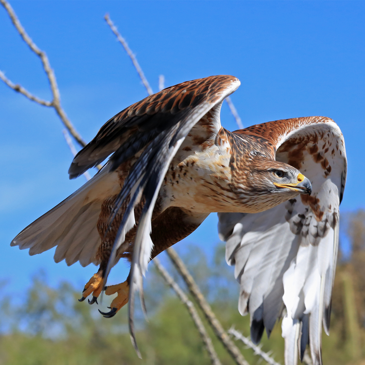 Ferruginous Hawk (Buteo regalis) | about animals