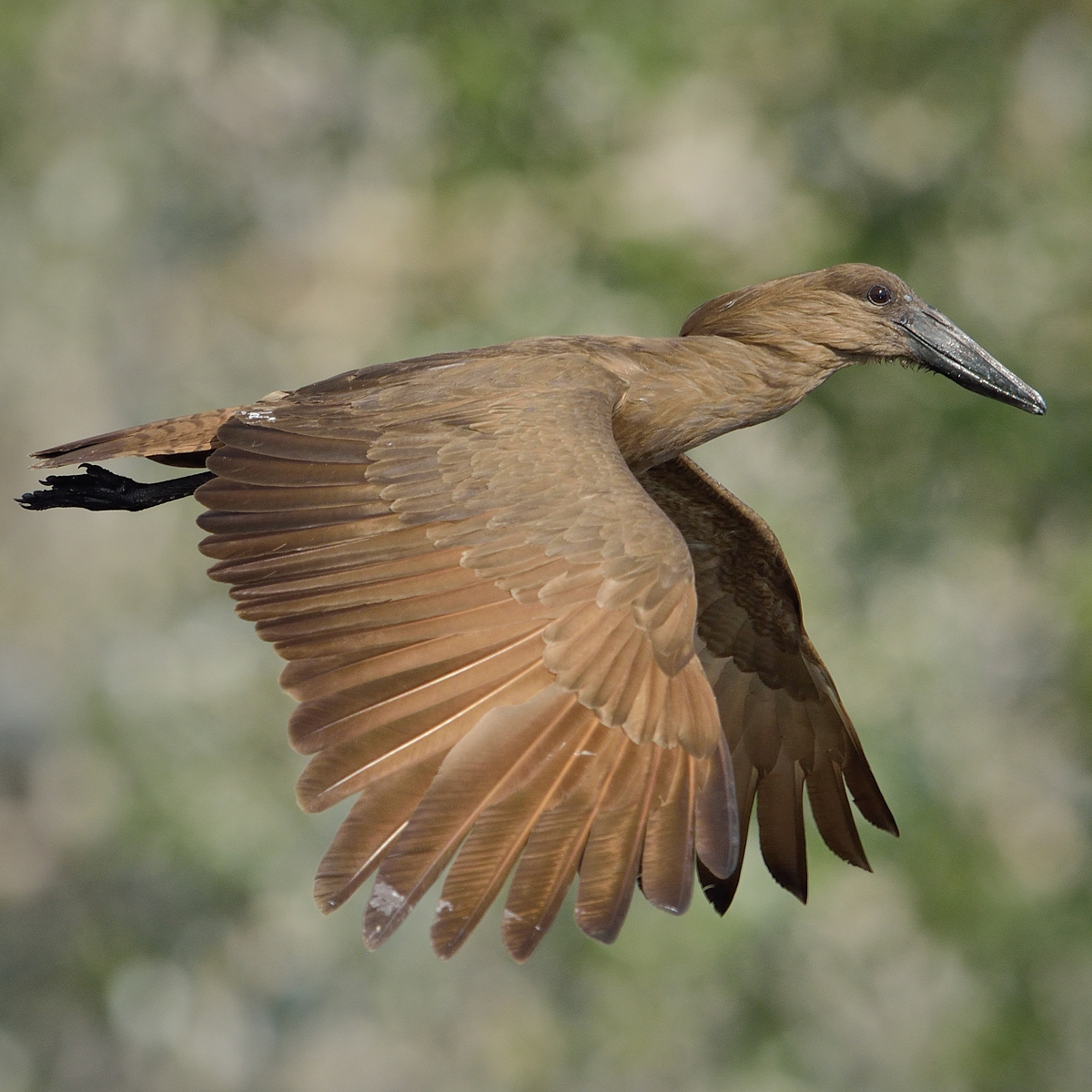 Hamerkop (Scopus umbretta) | about animals