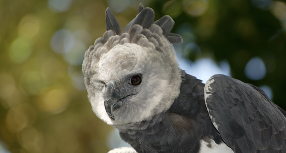 Amazon Rainforest Animals Harpy Eagle