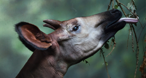 Animales Okapi Macho