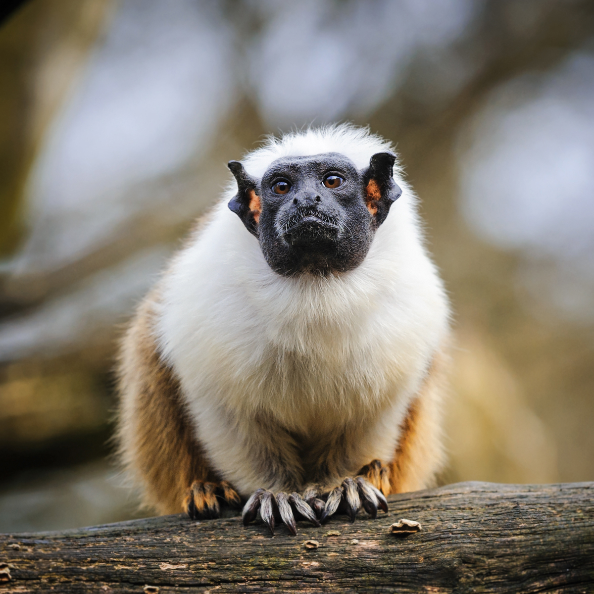 Pied Tamarin (Saguinus bicolor) | about animals